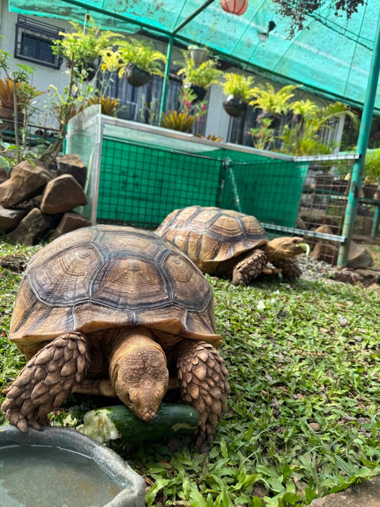 A day at the lovely Casitas at Camille’s Farm in Tanay, Rizal – HYPE MANIA